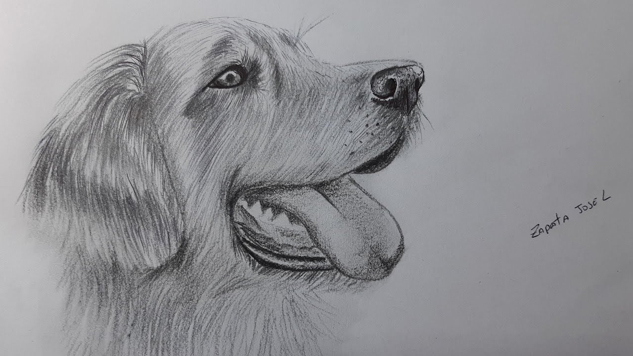 Dibujo De Perro Realista A Lápiz