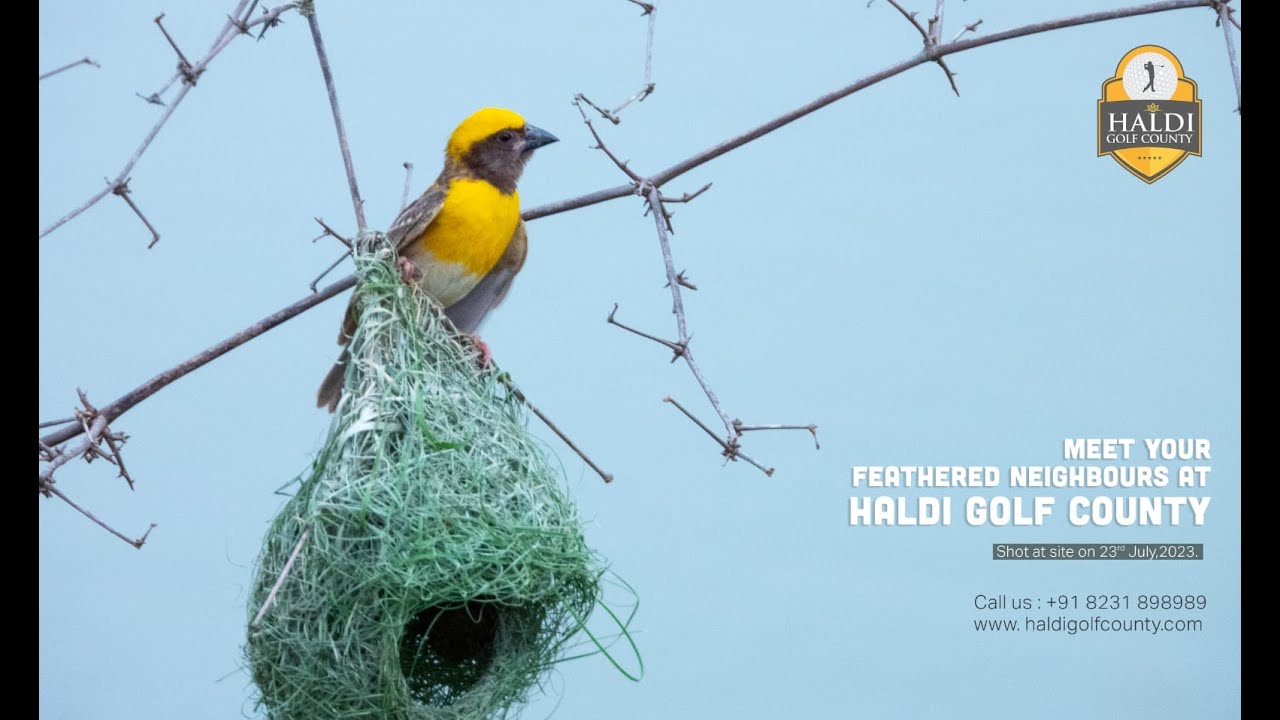 HALDI GOLF COUNTY | MEET YOUR FEATHERED NEIGHBOURS!!!!! - YouTube