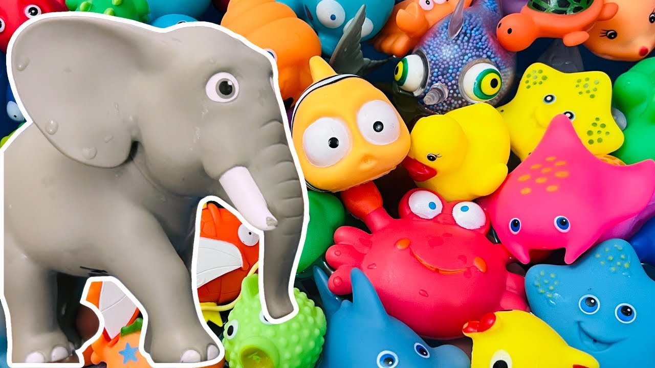 Learn Animal Names and facts, Sea Animals for kids, Sea Animals, Zoo ...