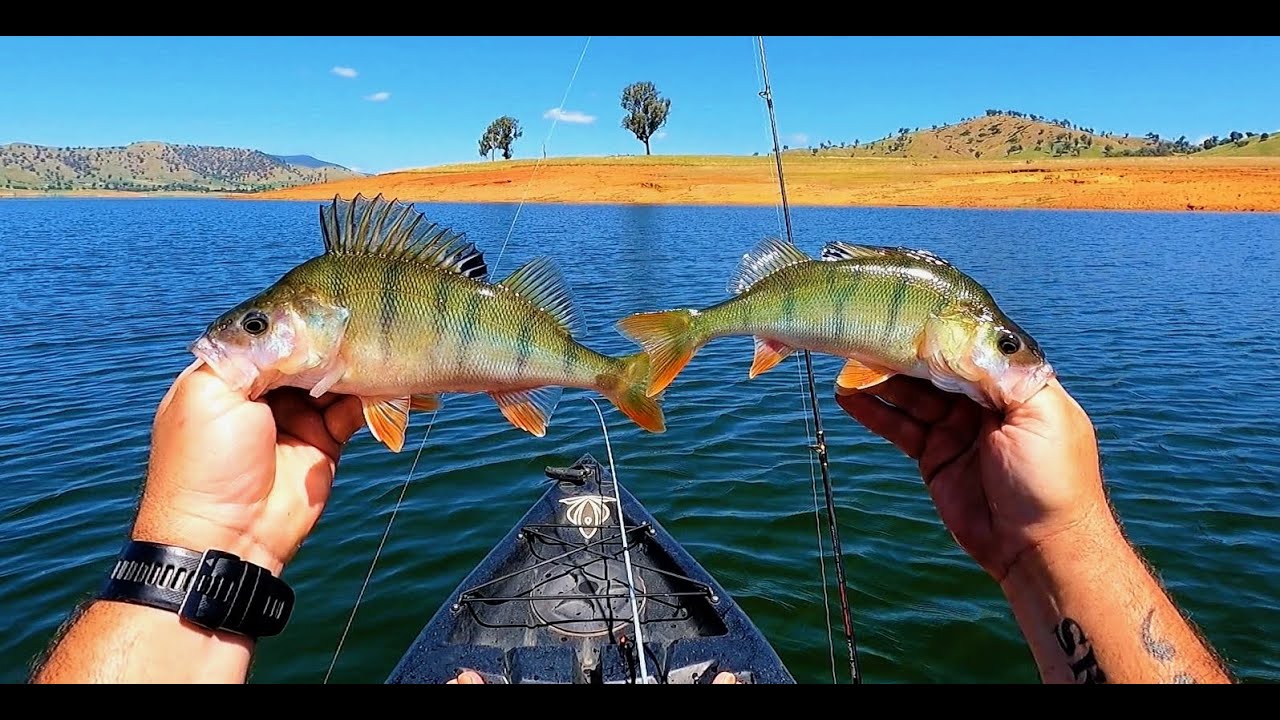 Kayak fishing a feed of redfin perch - YouTube