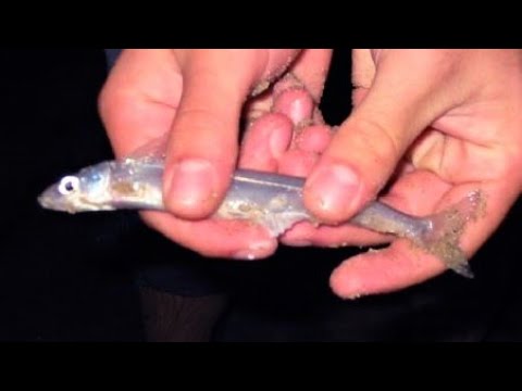 Facts: Grunion - YouTube