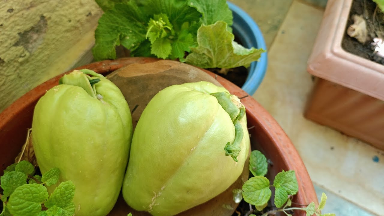 Chow Chow|Seemebadnekhai growing on balcony 😁 heavy lots of fruiting ...
