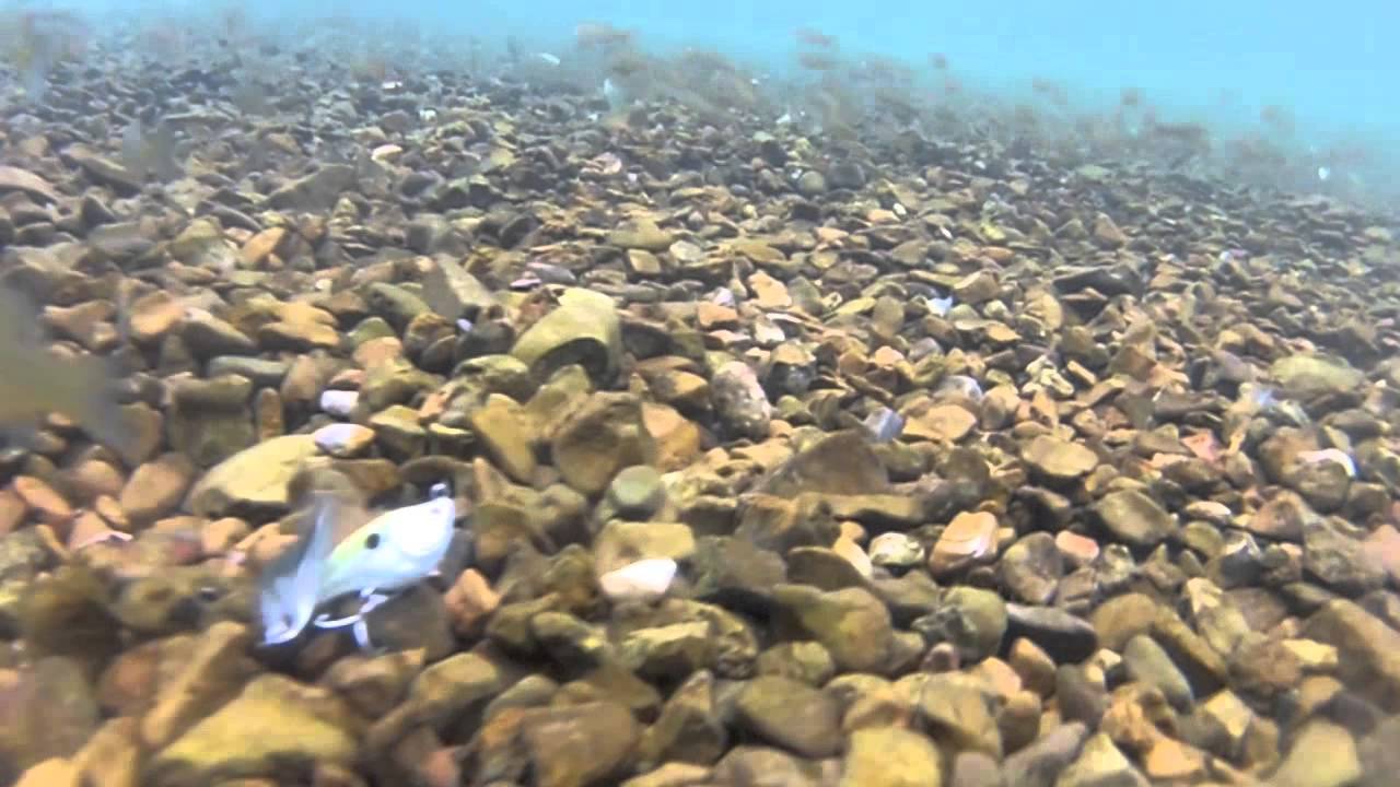 The Sebile Spin Shad - YouTube