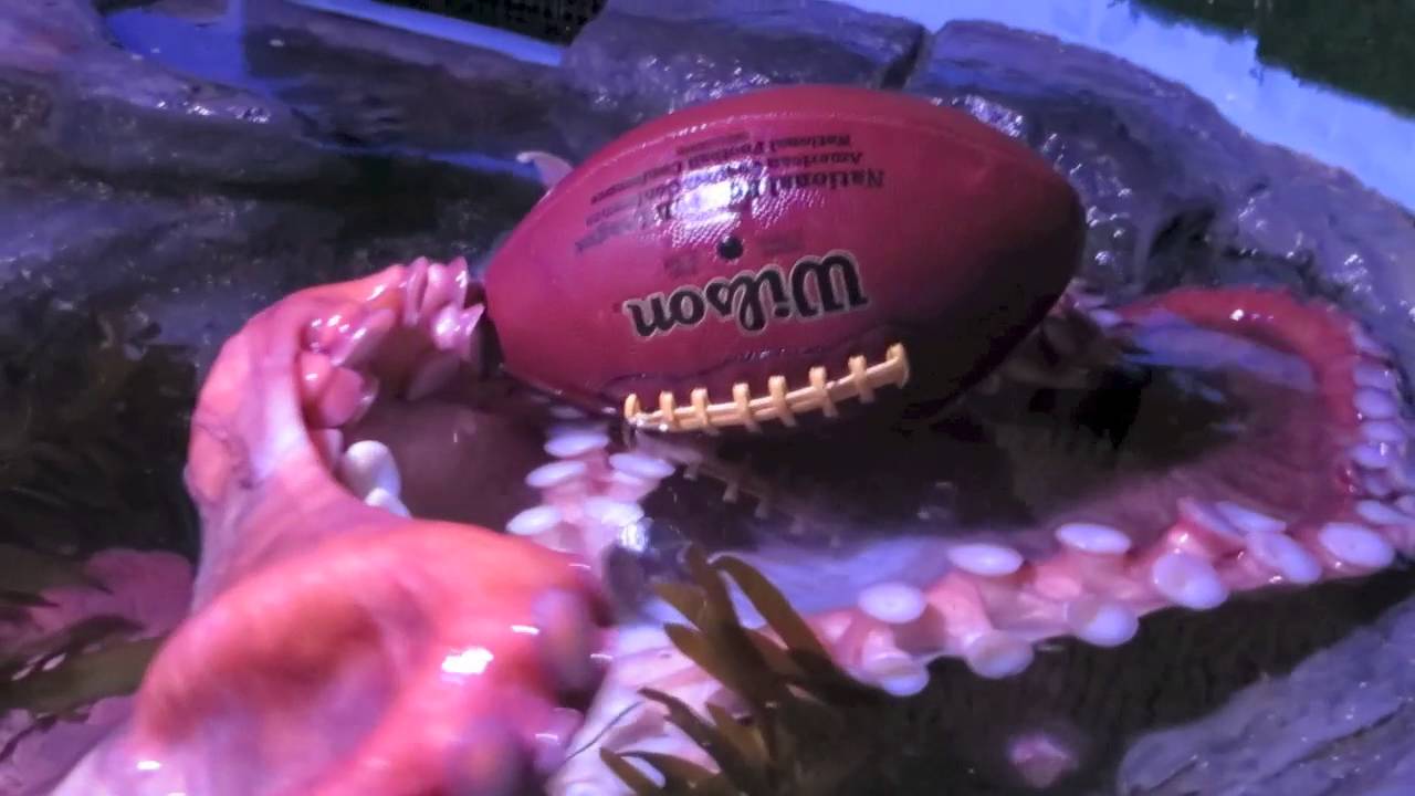 Octopus investigates a football at the Aquarium of the Pacific - YouTube