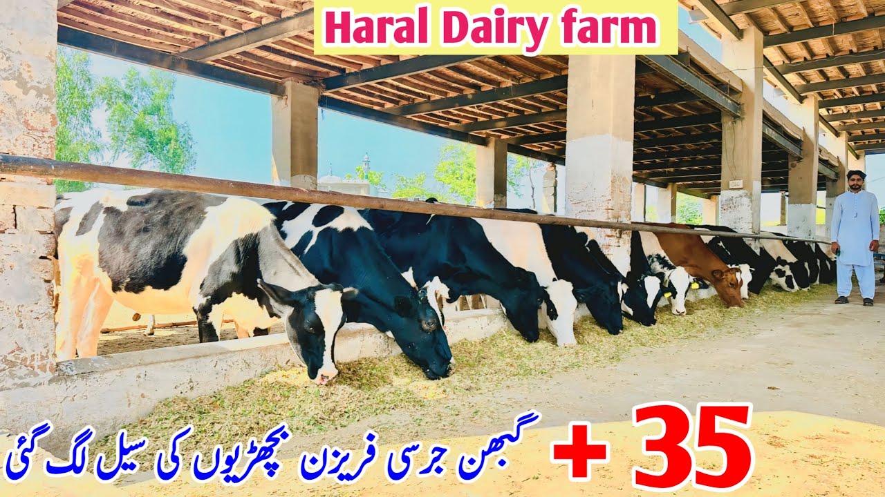 Haral Dairy Farm | pregnant Heifers For Sales In Punjab | Australian ...