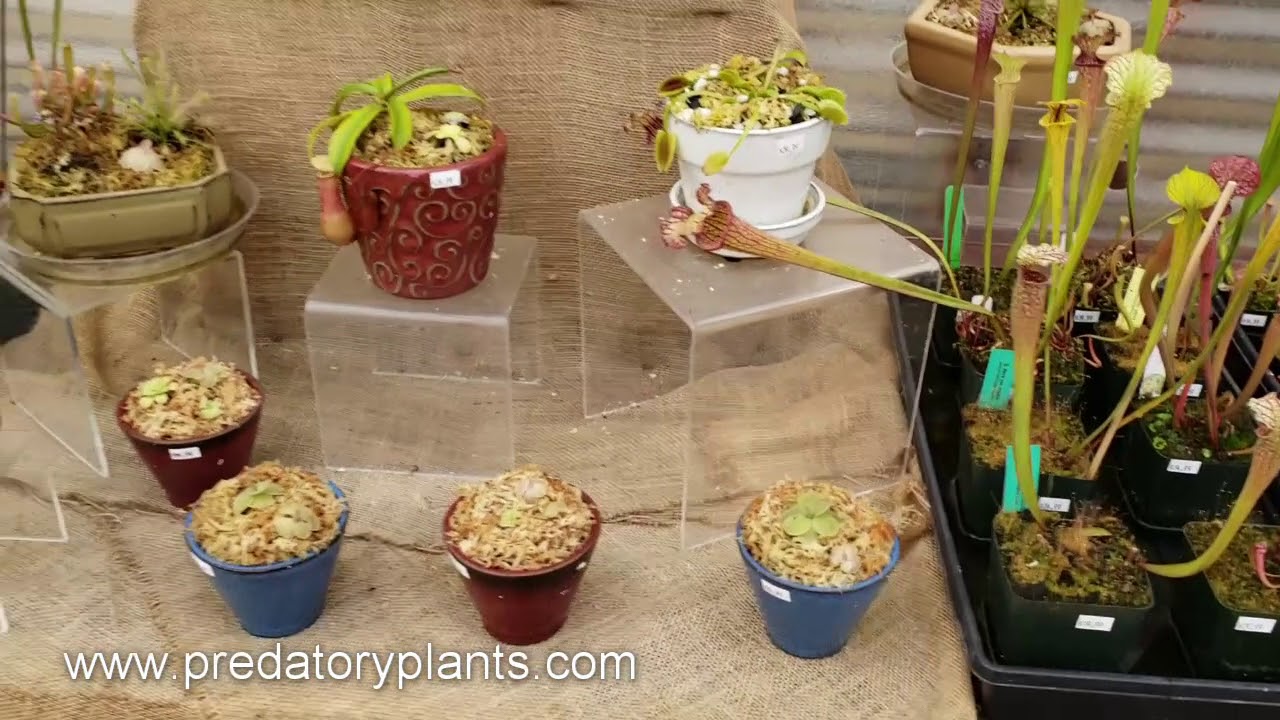 Predatory Plants Retail Store Tour - YouTube
