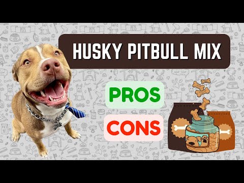 HUSKY PITBULL MIX: Pitsky Pro's & Con's!