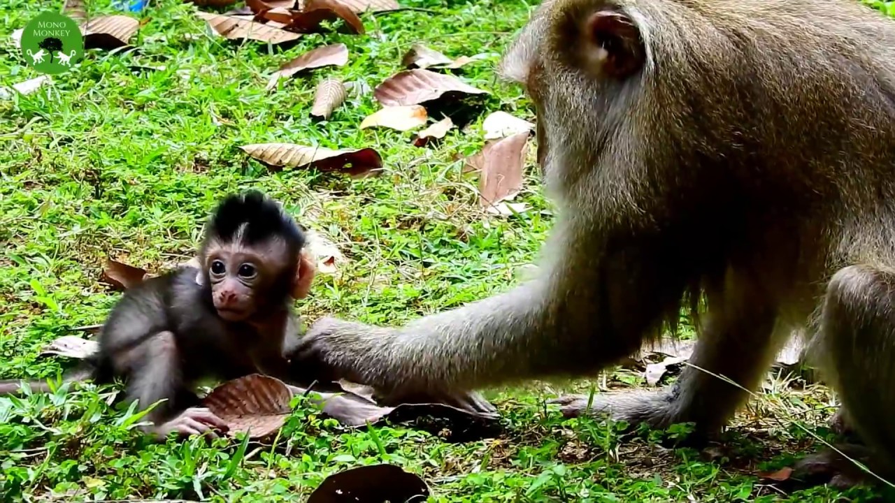 Mum Don't Give Milk To Her New Baby ST1670 Mono Monkey - YouTube