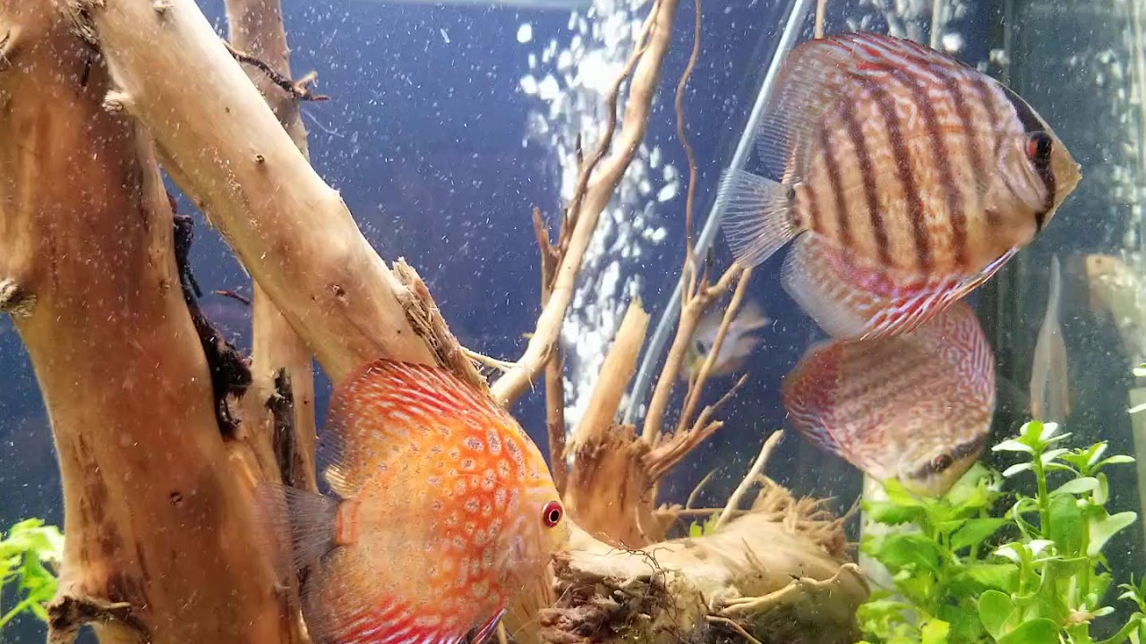 My new Discus, Angel's and Rams from Canadian Aqua Farm. - YouTube