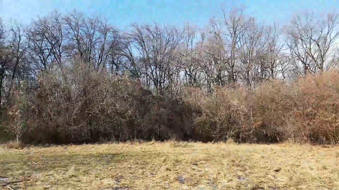 Poiana rotunda hoia - YouTube