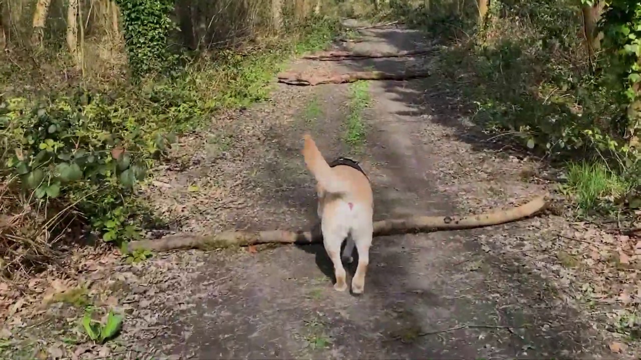Dog s Day Out YouTube dog-s-day-out-youtube