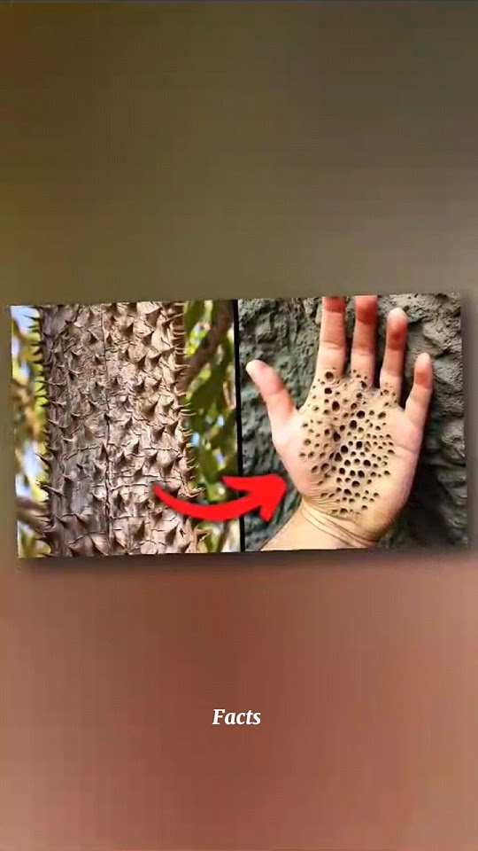 The most dangerous tree in the world 🌳🌵 - YouTube