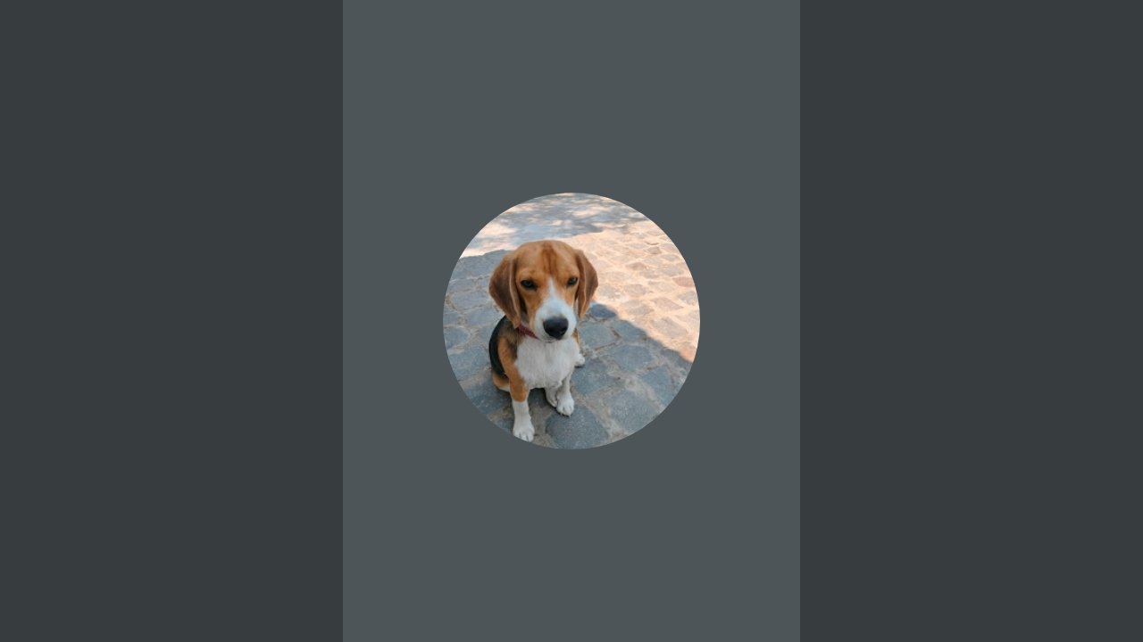 Alex The Beagle is live! - YouTube