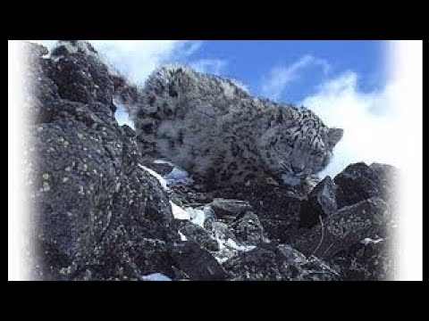 THE LAST SNOWLEOPARD - the illegal trade /hidden cameras.www.wildlifefilm.com