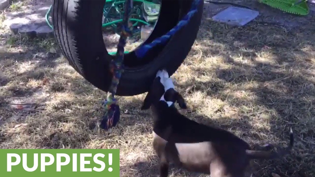 Dog wants to ride backyard tire swing - YouTube