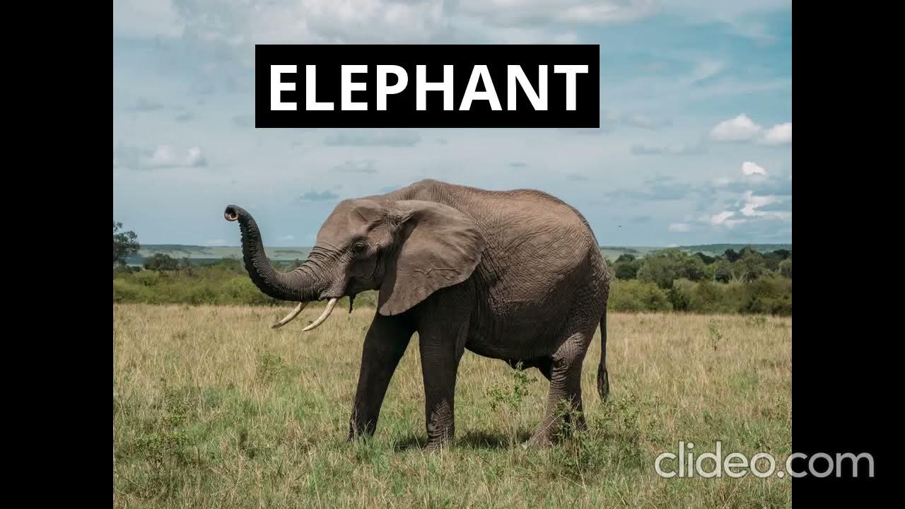 Elephant sound effect - YouTube