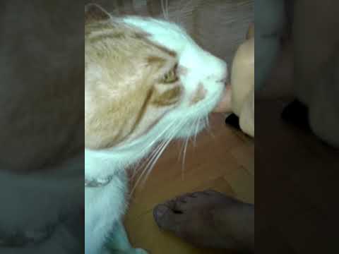 Parmak emen kedi Can Baba Haydar