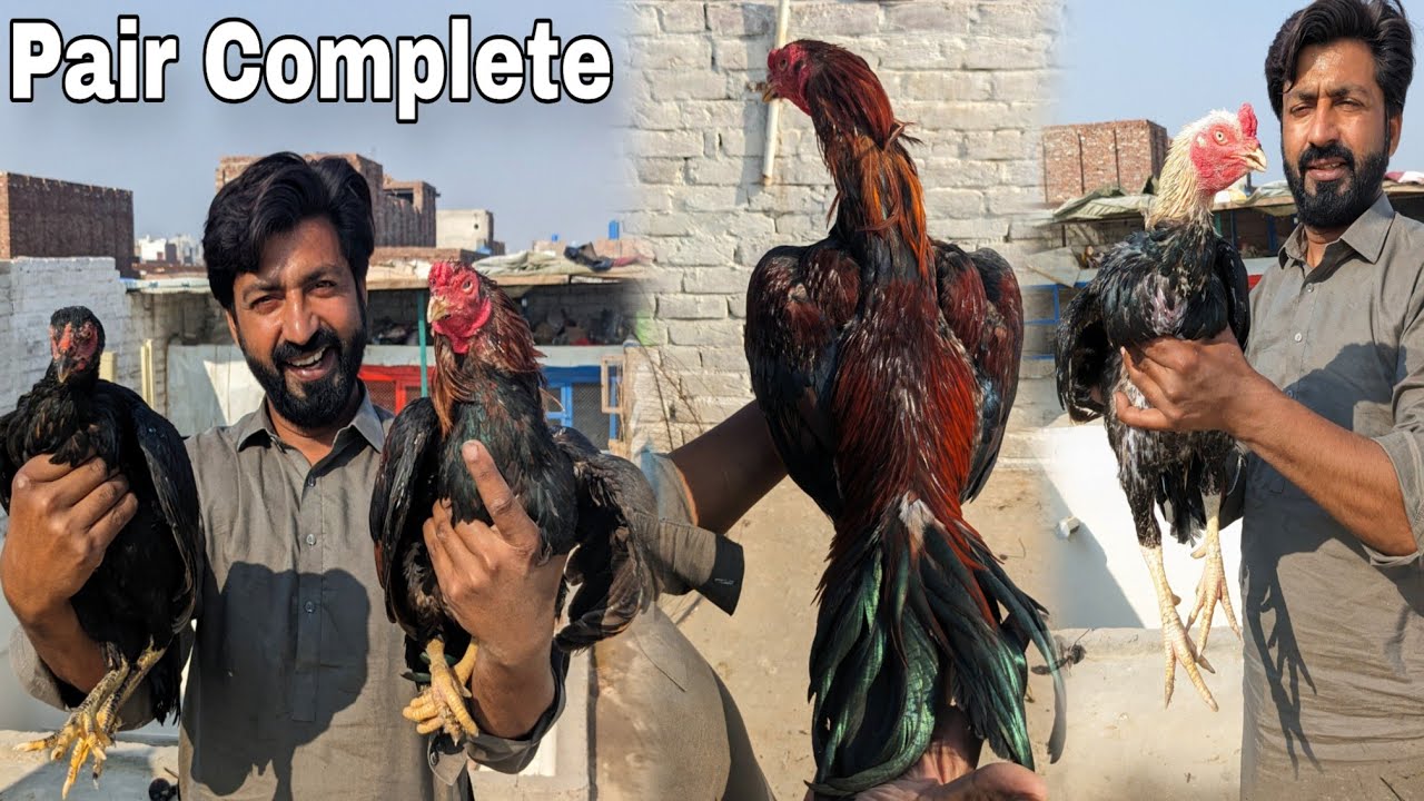 New Murga Murgi Le Aye 😍 Black Madi | Jawa Murge Ka Treatment | Sardi ...