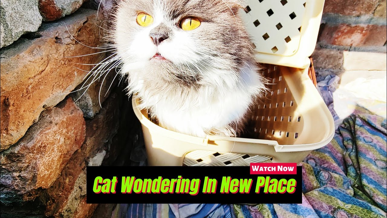 Beautiful Cat | Cat Wondering in New place - YouTube