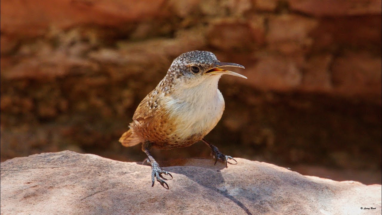 Canyon Wren - YouTube