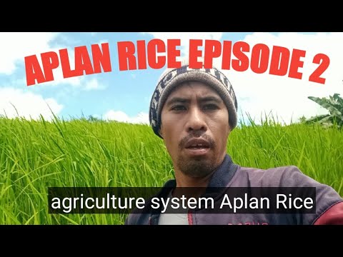agriculture system Aplan Rice episode 2 - YouTube