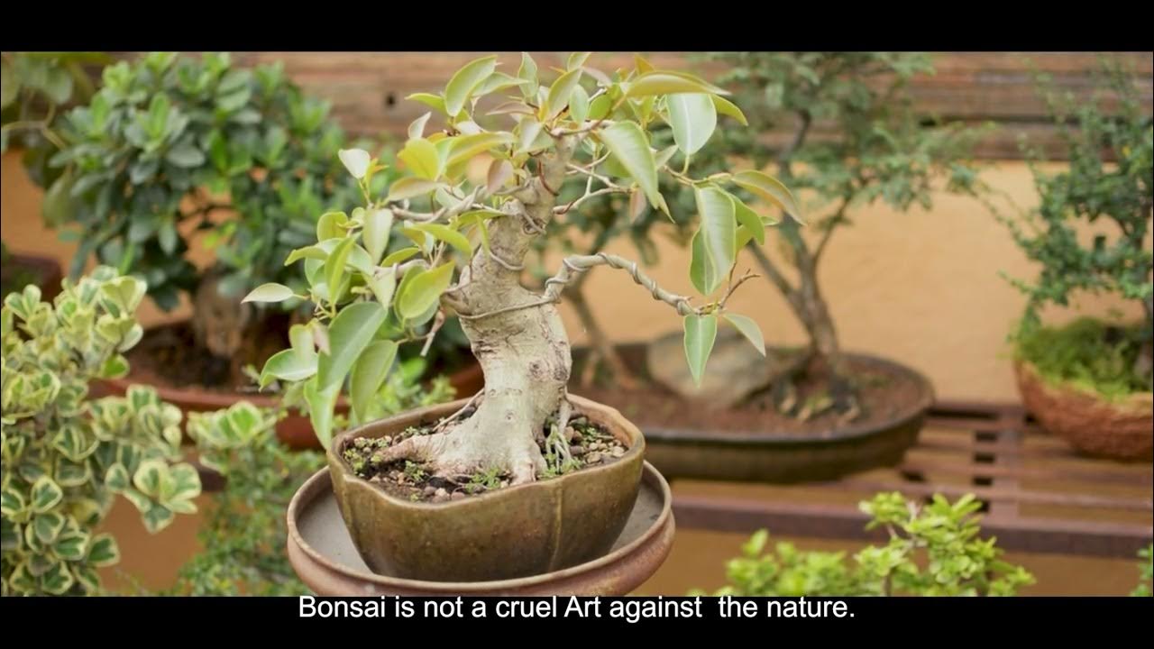 Bonsai - The Art of Life | Short Documentary Film - YouTube