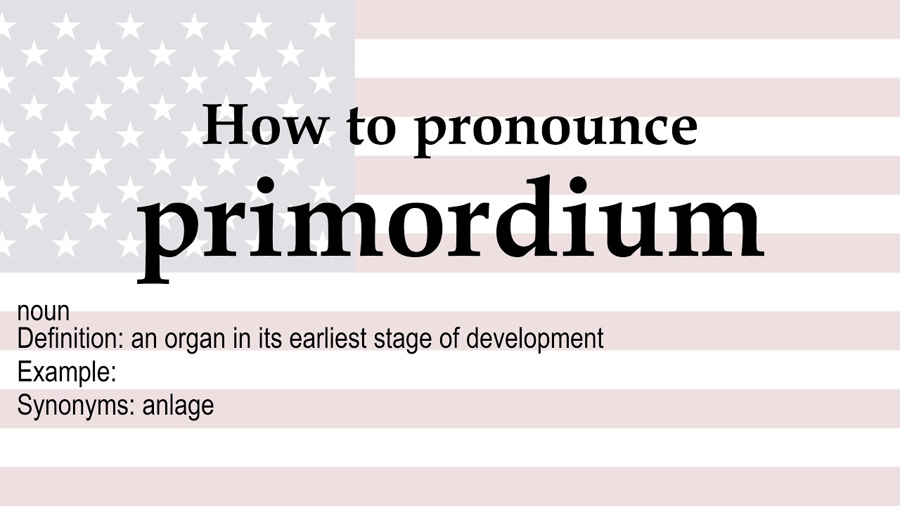 How to pronounce 'primordium' + meaning - YouTube