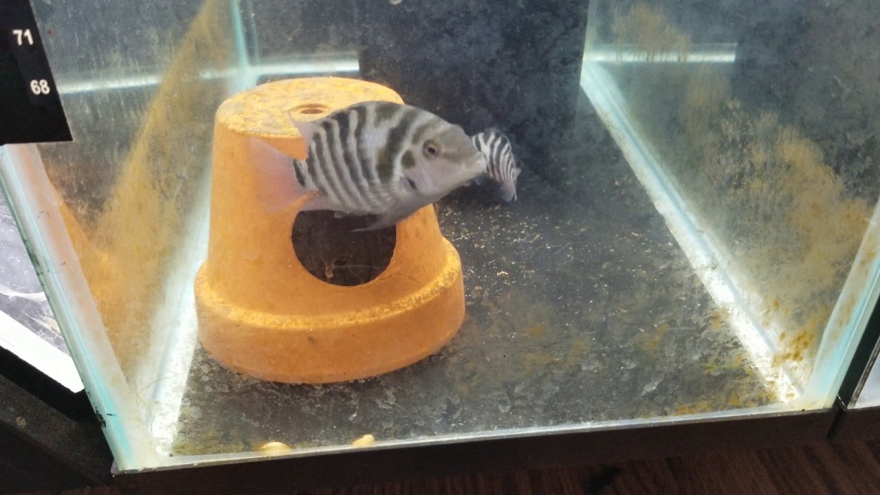 Fish Room Fry Update - YouTube