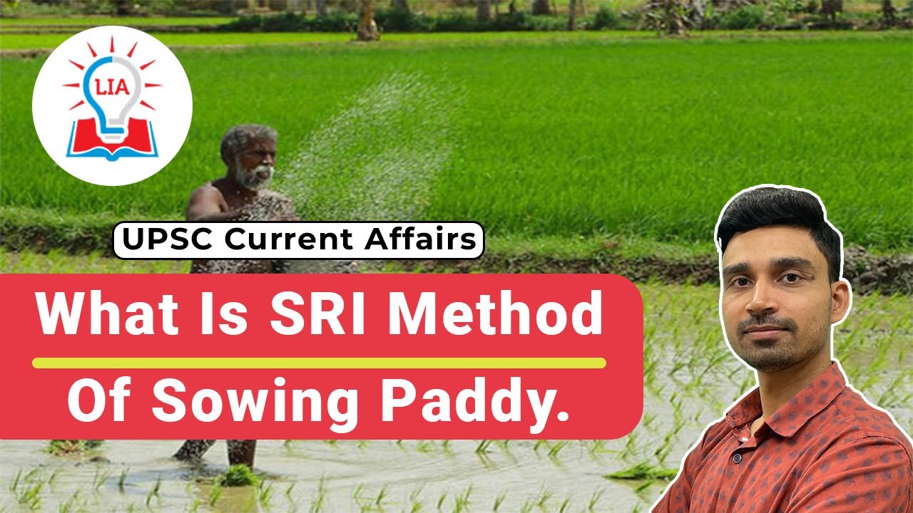 What is SRI System of Sowing Paddy | RICE Cultivation | Advantages ...