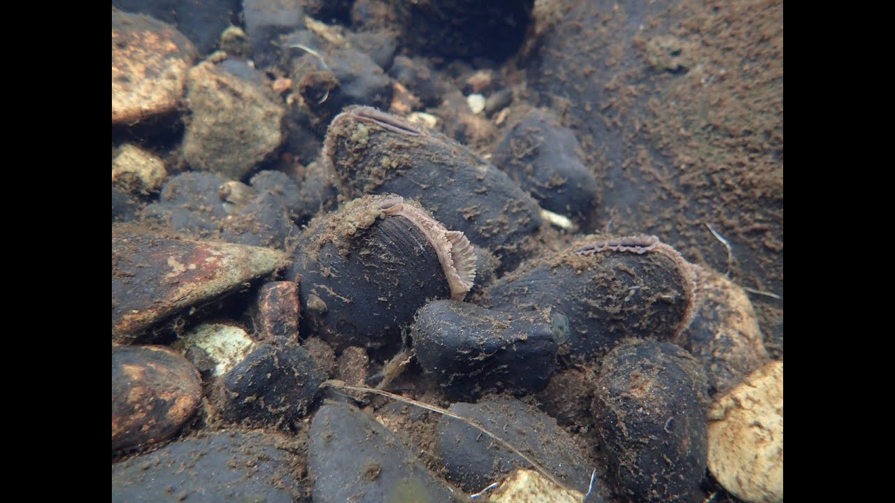Ymdrech i achub cregyn gleision perlog sydd mewn perygl difrifol - YouTube