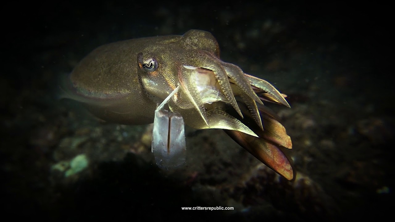 Cuttlefish eating prawn at Clifton Garden, Sydney - YouTube