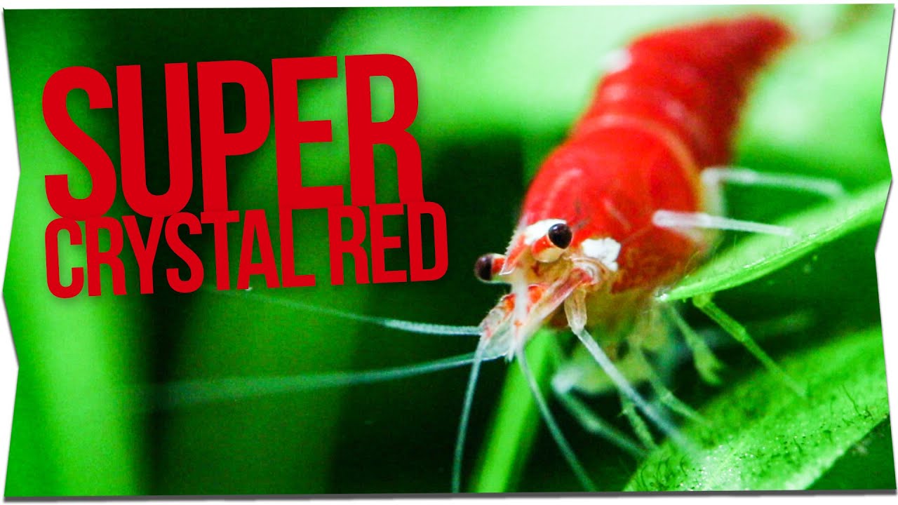 SUPER CRYSTAL RED GARNELE | PORTRAIT | GarnelenTv - YouTube