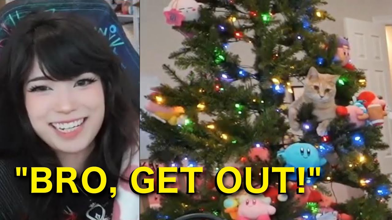 Emiru's cat Cheddar climbs her Christmas tree - YouTube