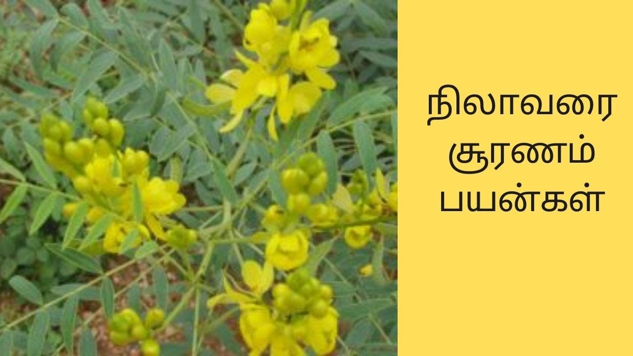 nilavarai choornam benefits in tamil | நிலாவரை சூரணம் பயன்கள் ...