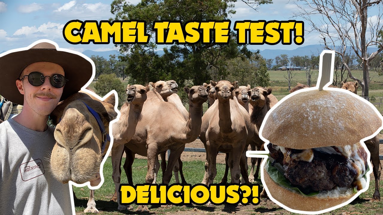 Eating CAMEL MEAT And Trying Camel MILK: Summer Land Camels, QLD ...