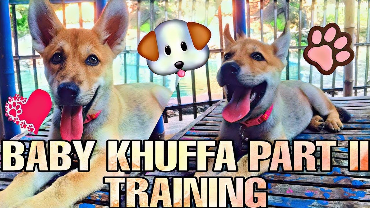 BABY KHUFFA PART II TRAINING | OLD VIDEO🥰🐶🥰 - YouTube