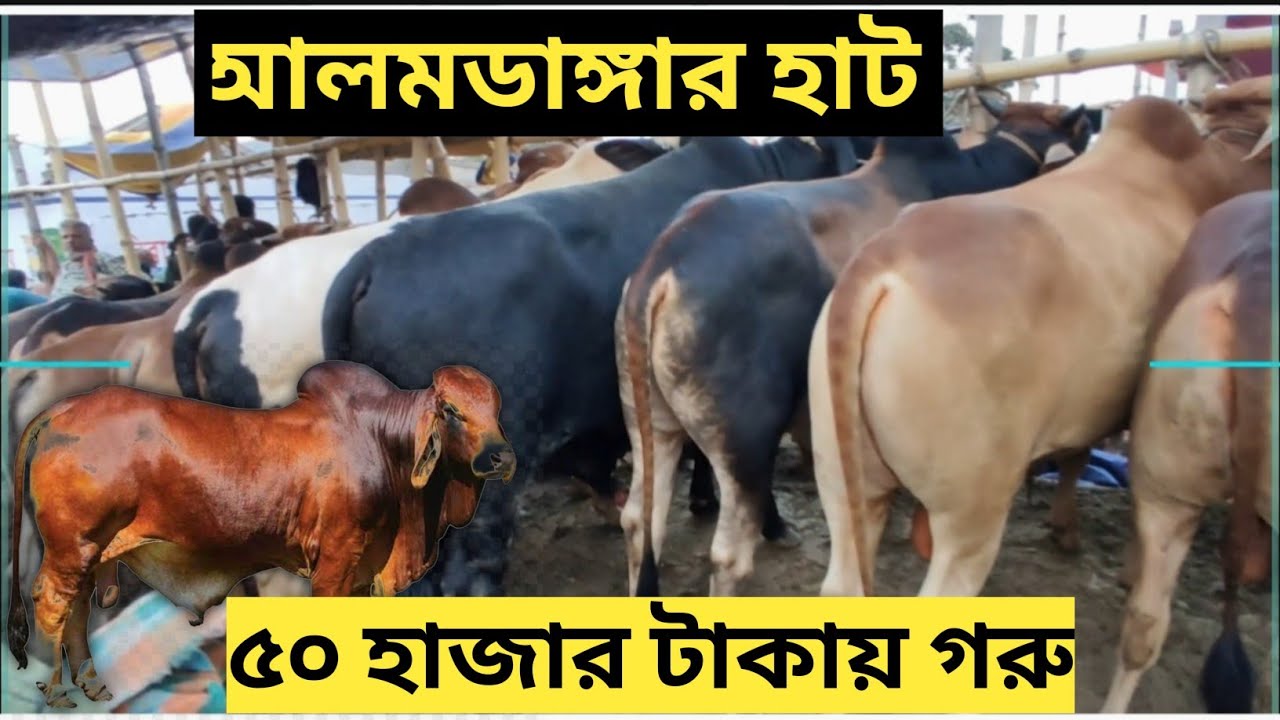 gorur dam 2023 | qurbani cow price 2023 gabtoli |gabtoli hat - YouTube