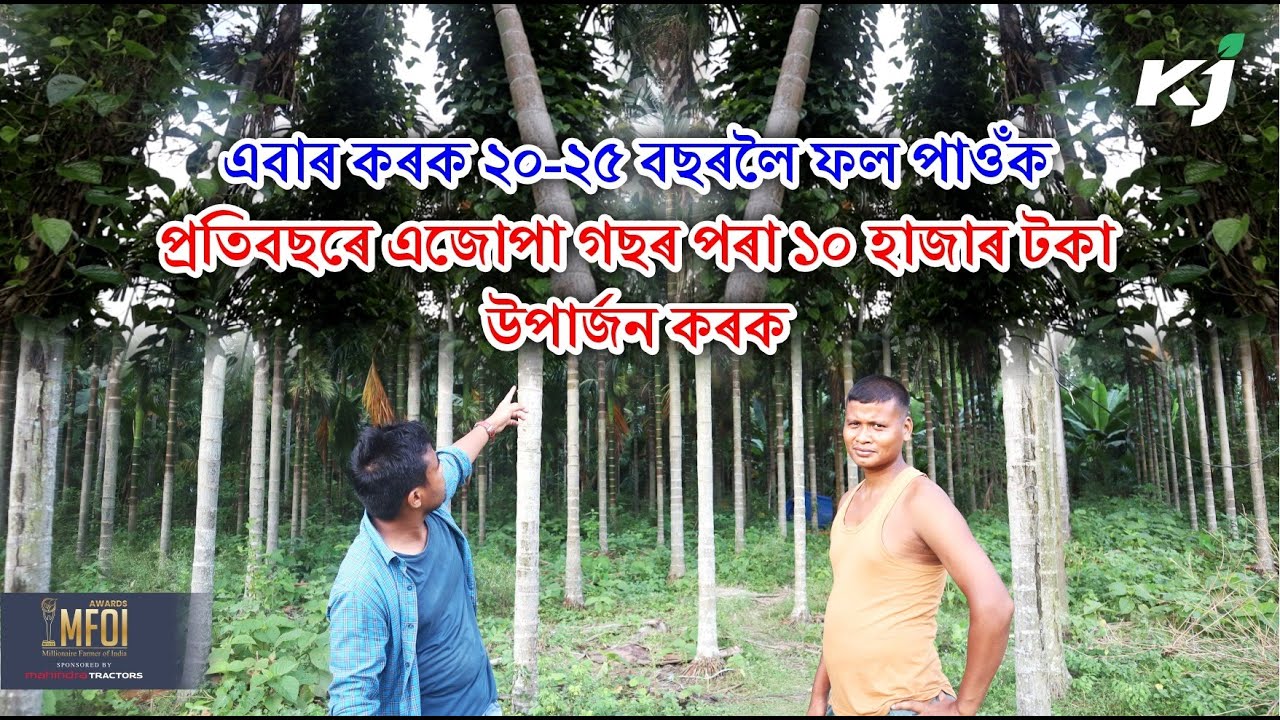 Betel nut with Betel leaf farming : তামোলৰ সৈতে পাণৰ খেতি কেনেকৈ কৰিব ...