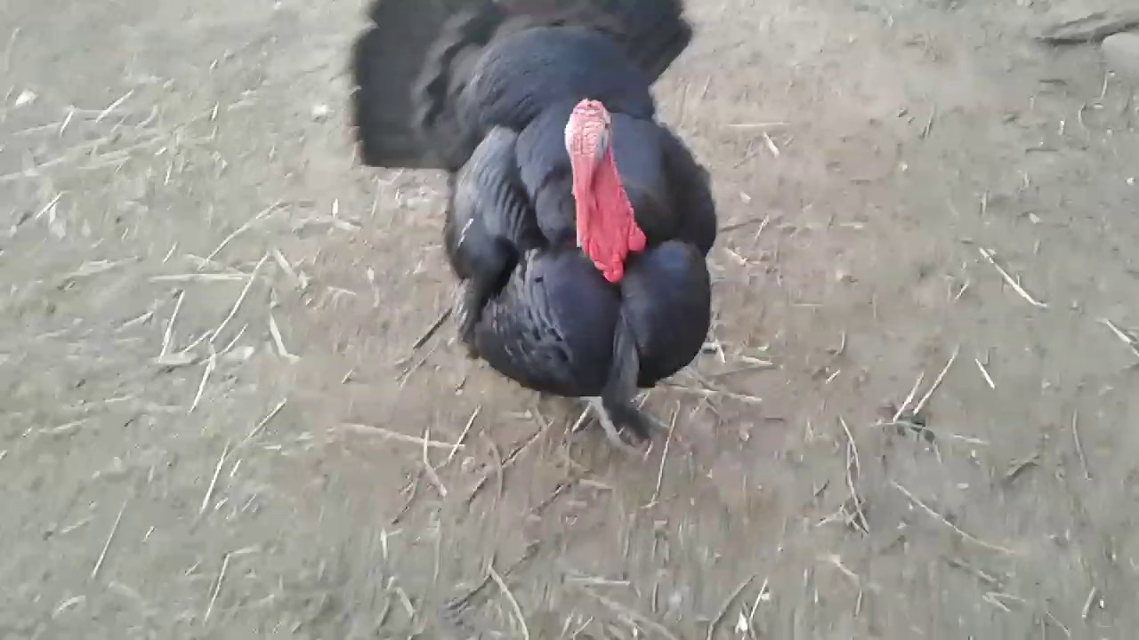 Guard Turkey will not let me pass. - YouTube