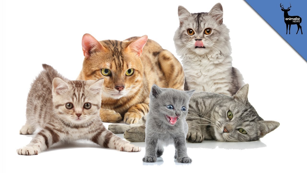 Meet The Lady With 1,000 Cats - YouTube