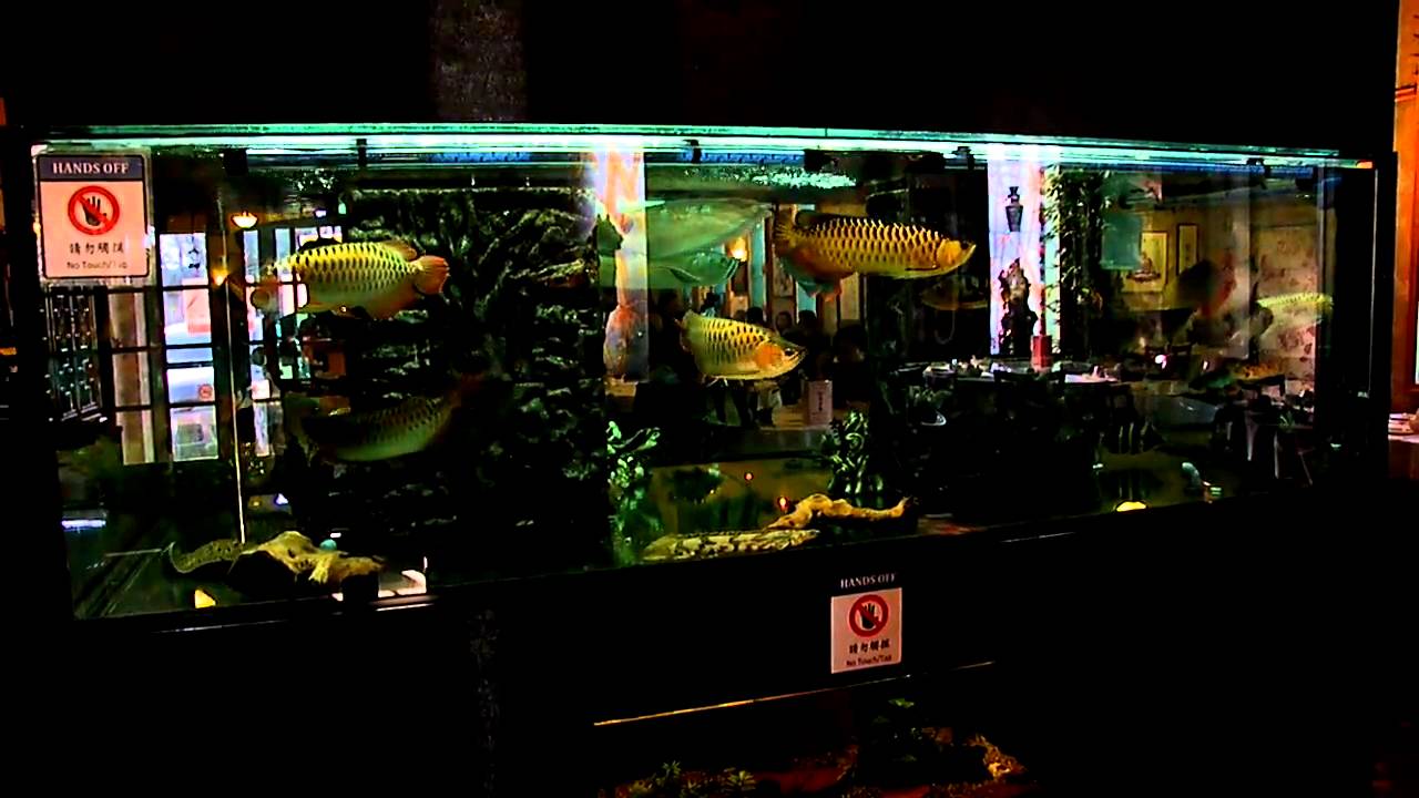 Monster fish tank in a restaurant (Video shot by Samsung WB5000) video ...