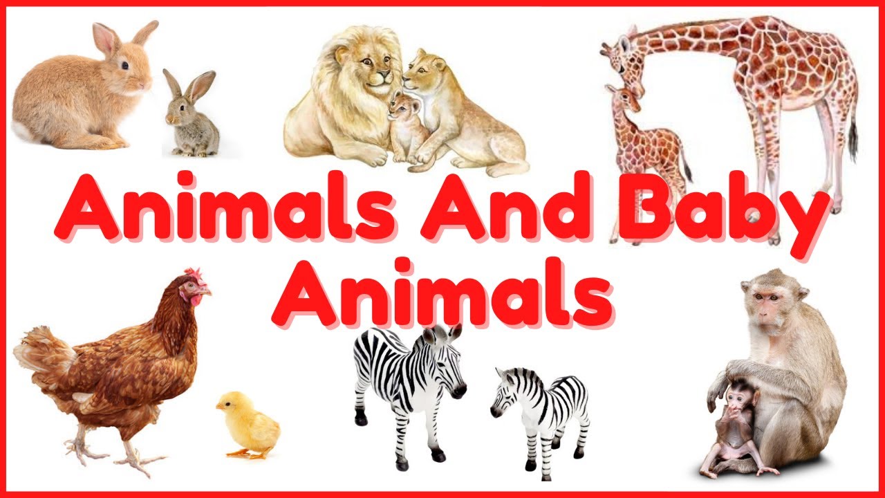 Animals With Baby Animals | Animals and Their Babies for kids | Animals ...