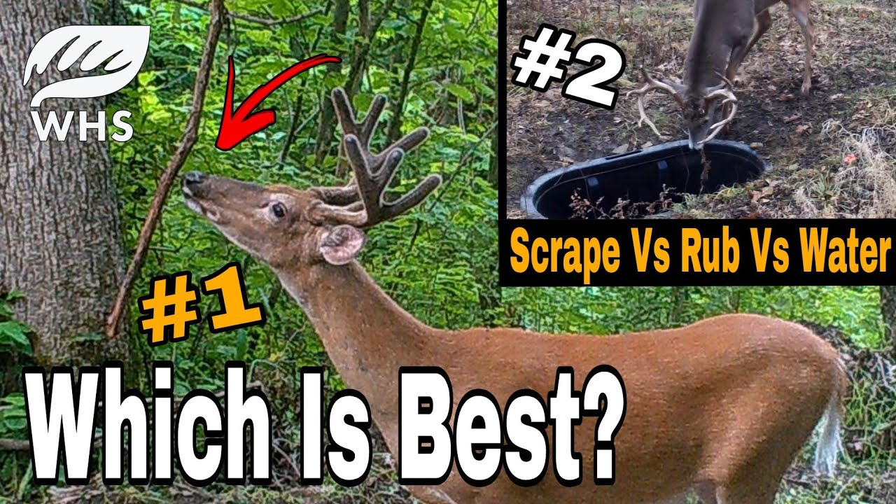 Mock Vine Scrape Vs Waterhole Vs Fake Rub - YouTube