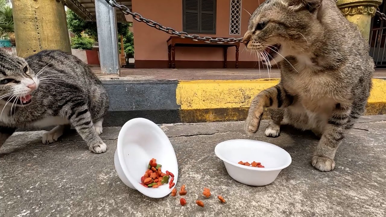 So pretty meow cat and feed them | hungry cats #PanhasakAndCats - YouTube