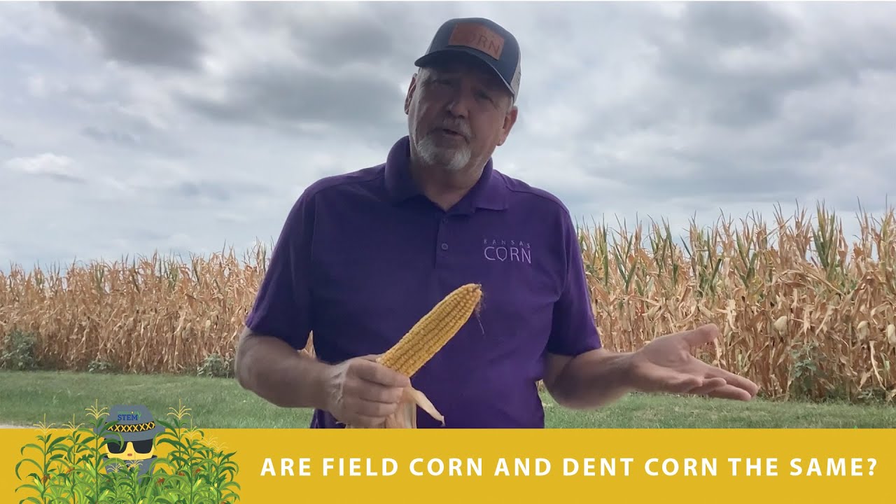 Agent X | Are Field Corn and Dent Corn the Same? - YouTube