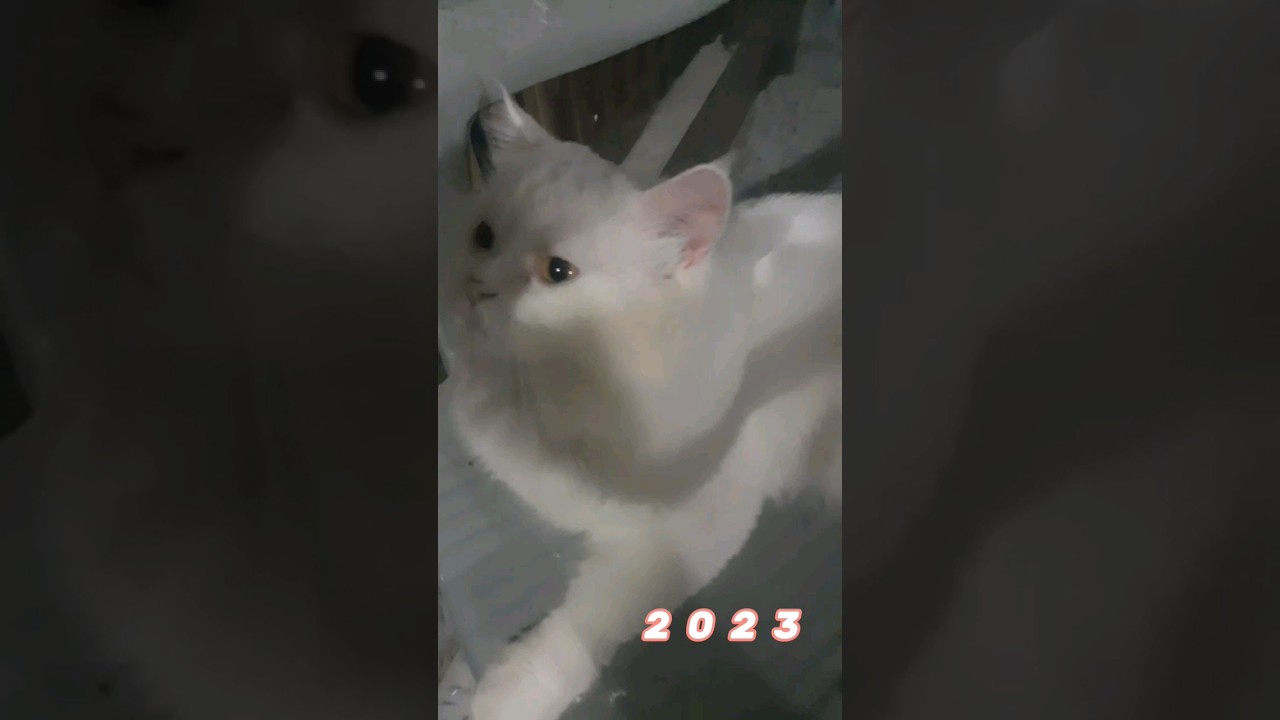 harry | Meow with Harry | #cat - YouTube