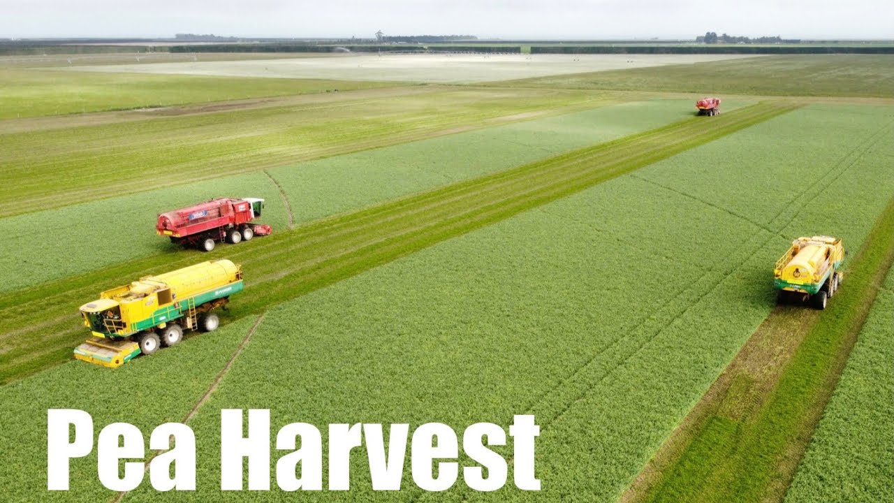 Harvesting Process Peas | 2 NEW Ploeger Pea Viners | Real Engine Noise ...
