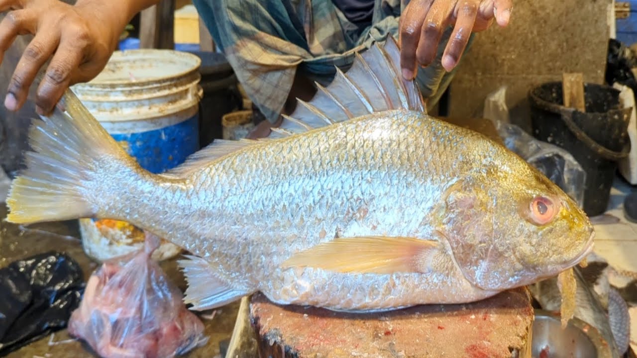Amazing Giant Datina Koral Fish Cutting Skills In Bangladesh Local Fish ...