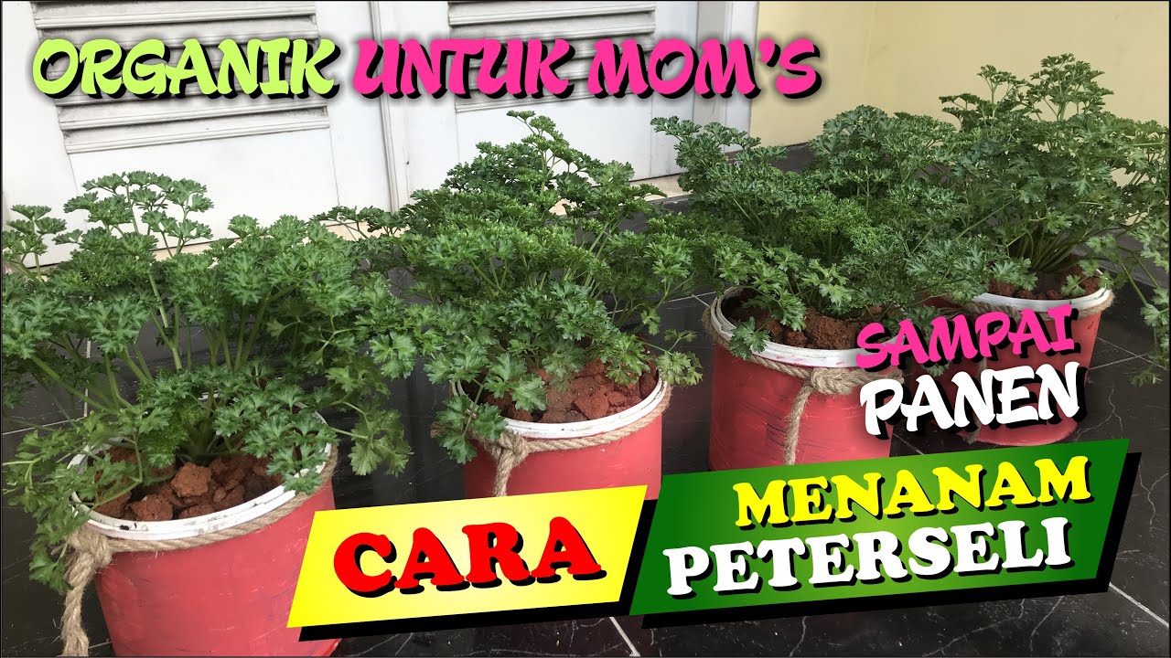 CARA MENANAM PETERSELI (PARSLEY) SECARA ORGANIK DI POT ‼ SAMPAI PANEN ...