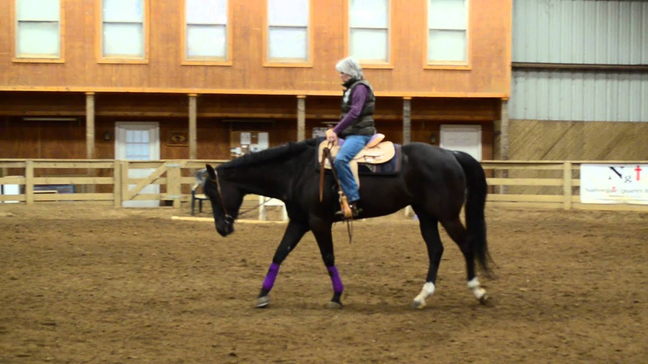 #2 Getting your horse to stretch/ drop at the with - YouTube